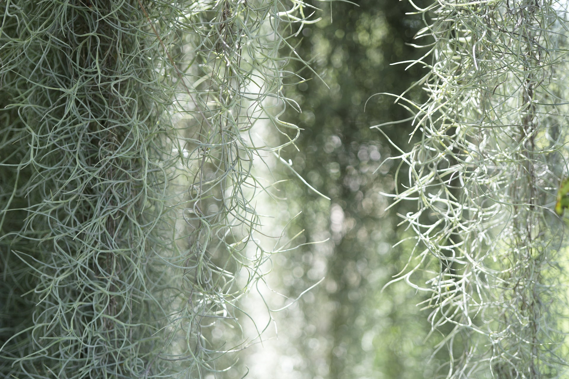 Discover the Enchanting Beauty of Spanish Moss